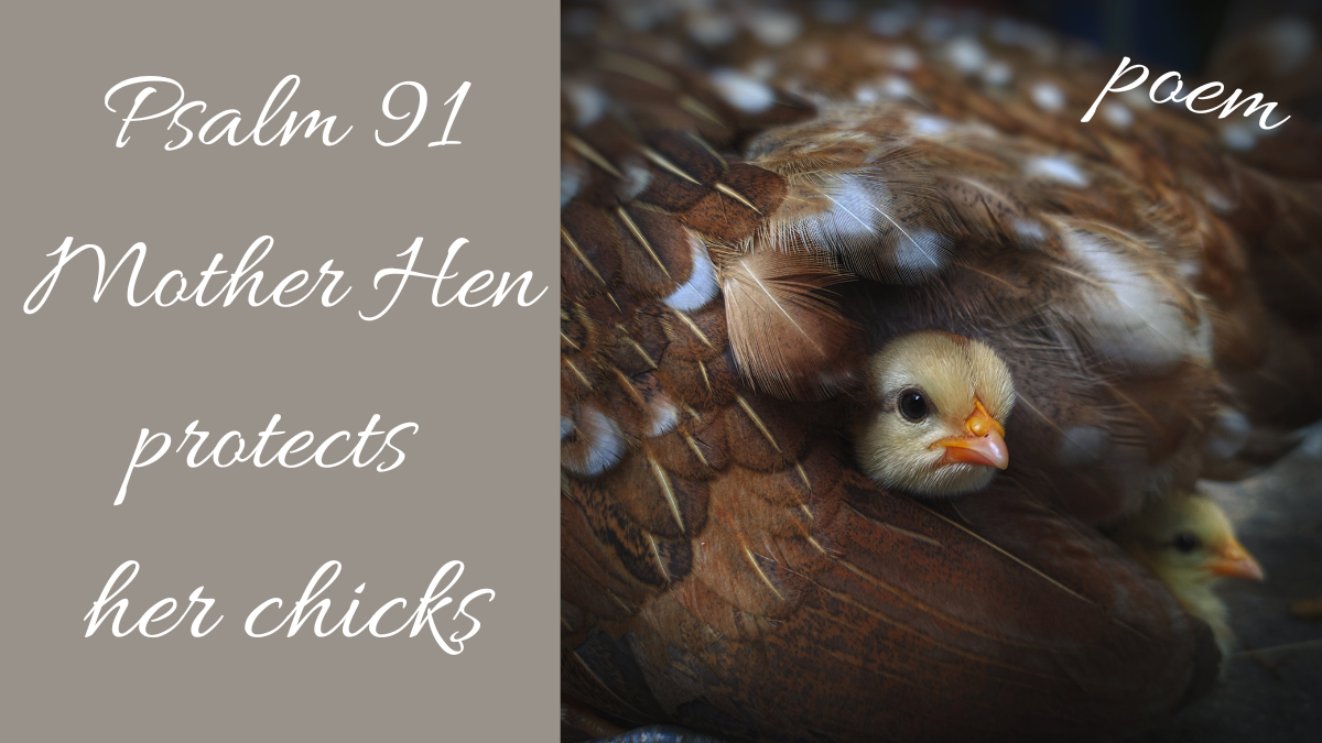 God Protects Us as a Mother Hen Protects Her Chicks – Psalm 91:1-4 ...
